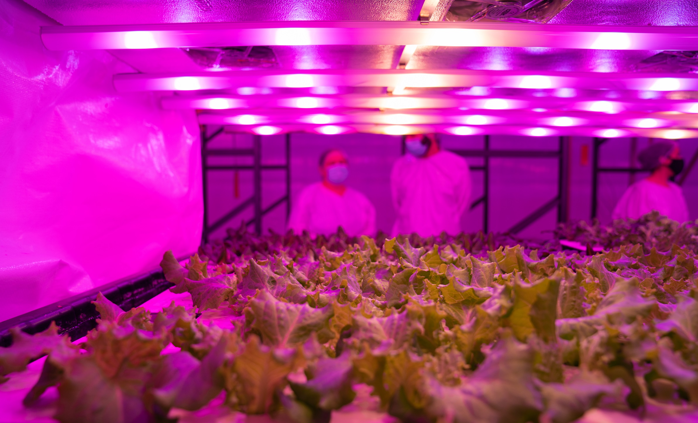 Conheça as fazendas urbanas cor-de-rosa | Confea - Conselho Federal de ...